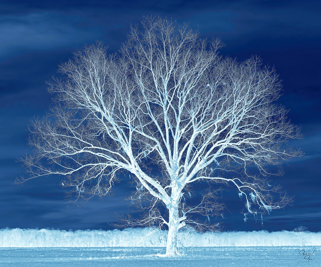 Family Tree Canvas - Etsy