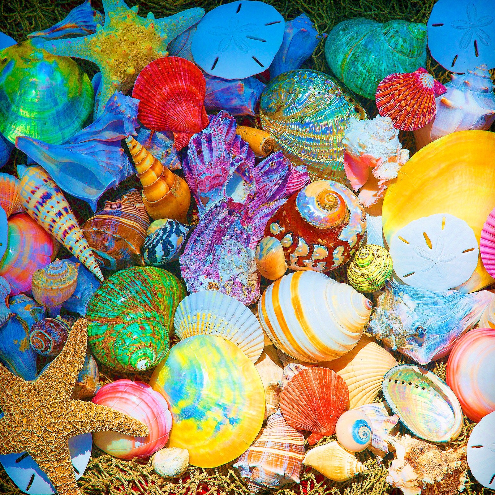 Seashell Study - Canvas - Etsy