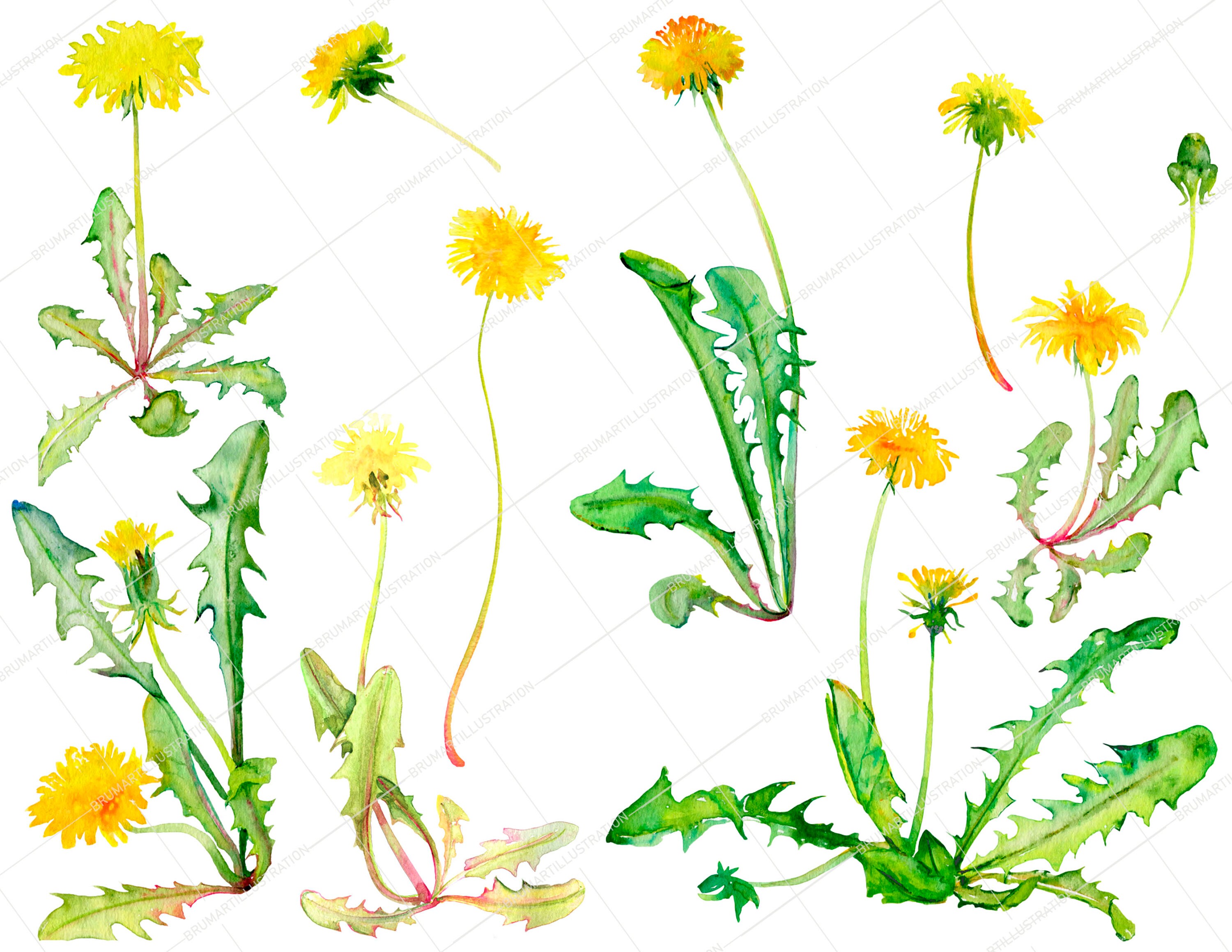 Dandelion Watercolor Clipart.yellow Dandelion.blossom - Etsy