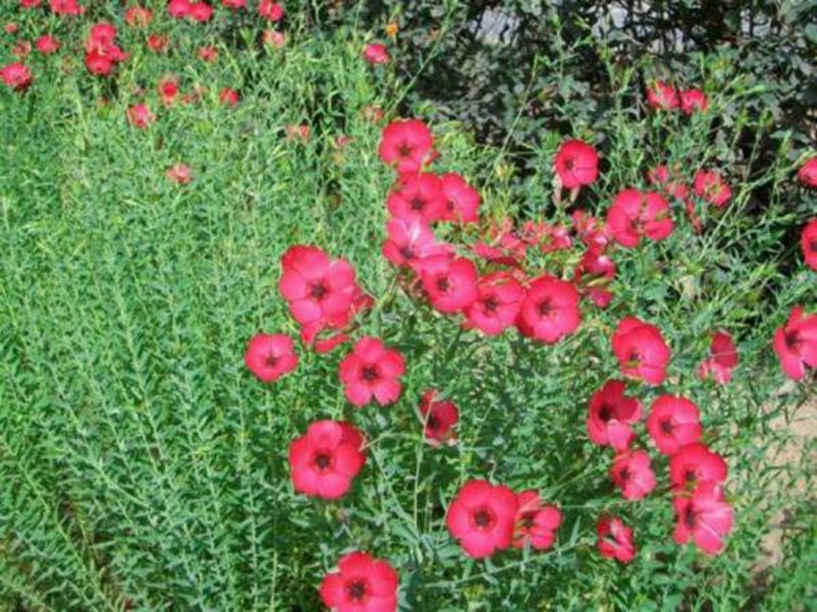 Scarlet Flax Linum grandiflorum rubrum 50 open pollinated | Etsy