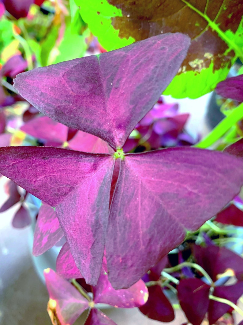 Oxalis Triangularis Purple Shamrock Plant (5 Bulbs) Houseplants ...