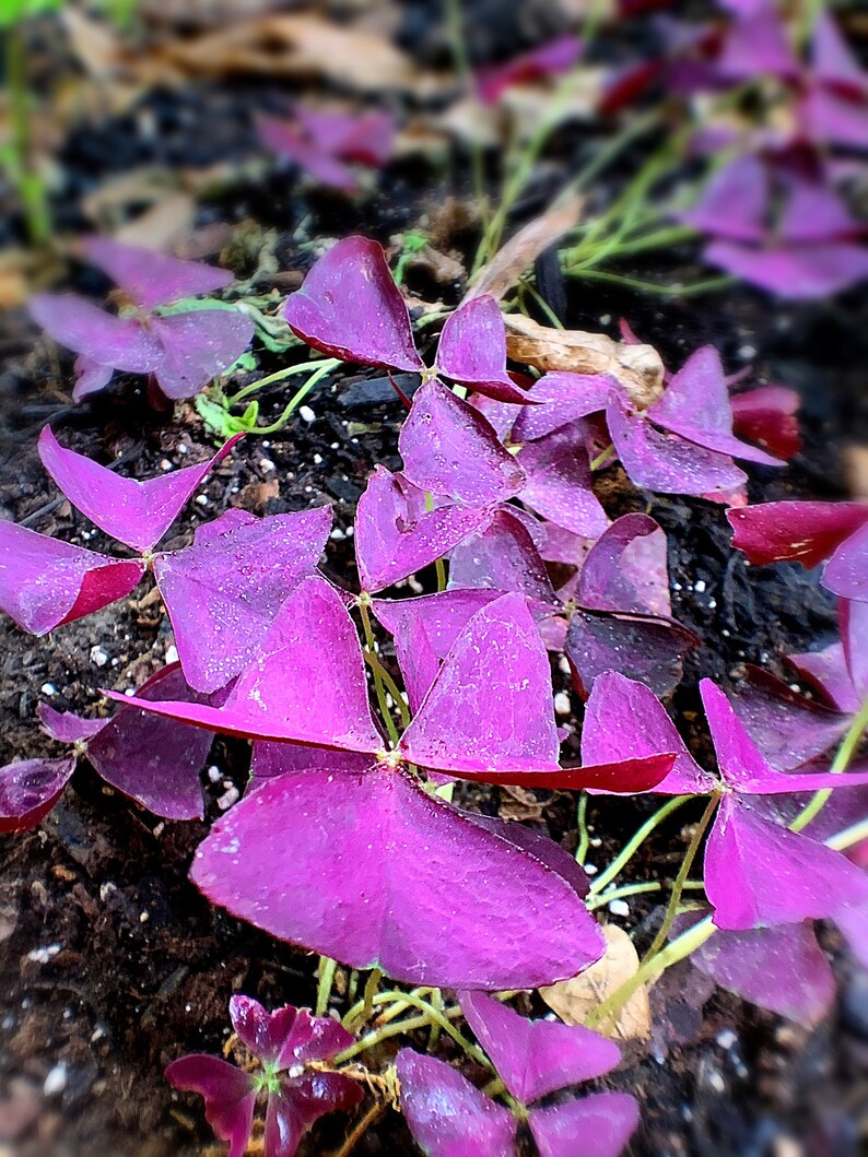 Oxalis Triangularis Purple Shamrock Plant (5 Bulbs) Houseplants ...