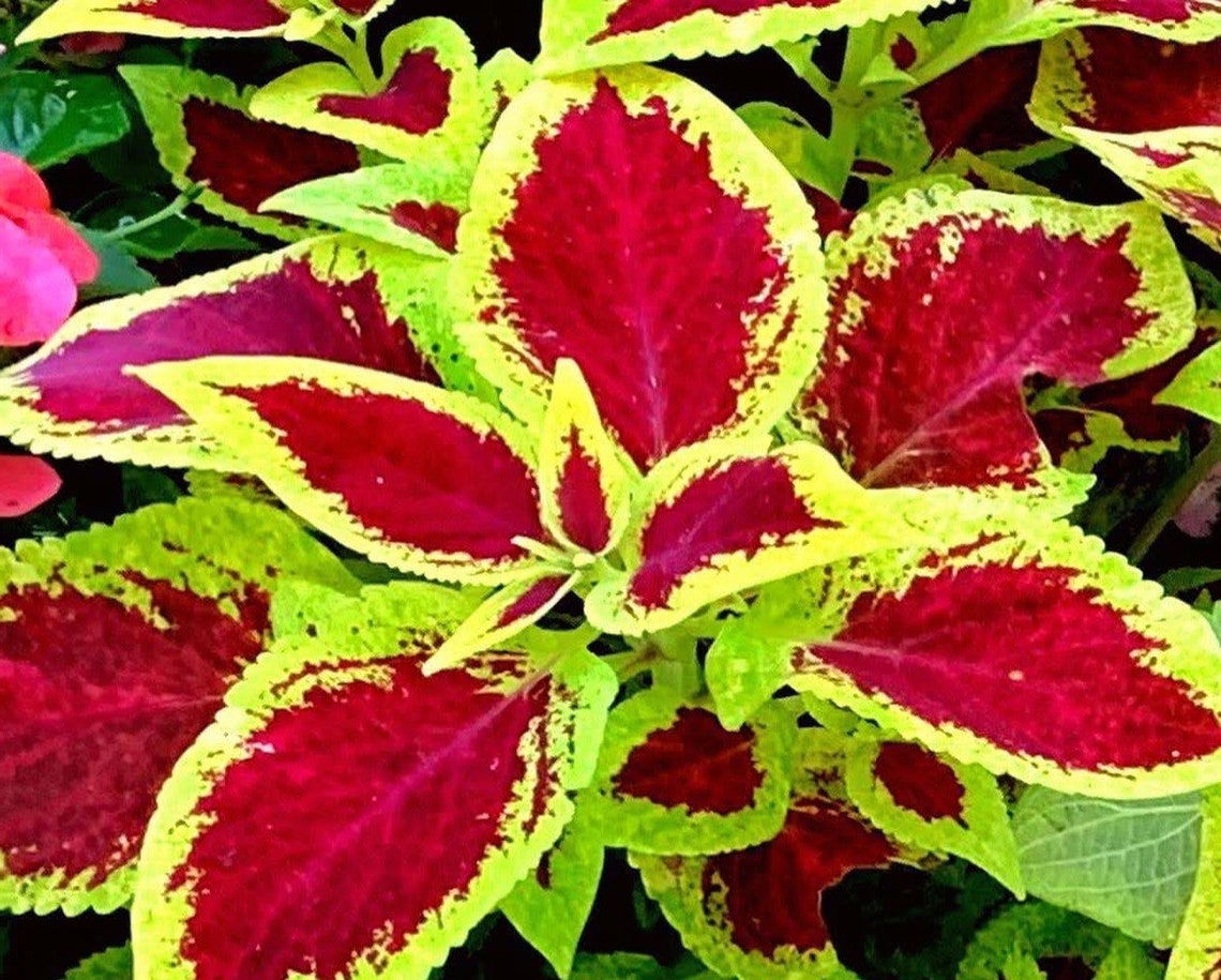 Coleus Seeds Wizard Scarlet 25 Pelleted Seeds Outdoor Indoor Houseplant ...