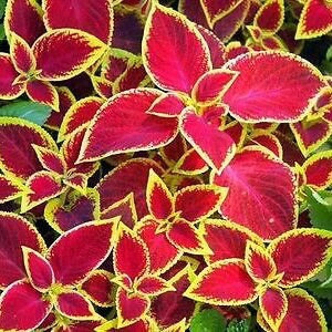 Coleus Seeds Wizard Scarlet 25 Pelleted Seeds Outdoor Indoor Houseplant ...