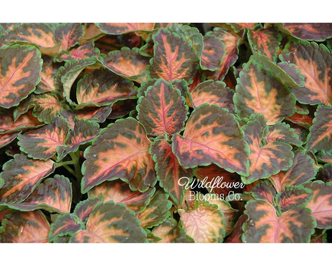 Coleus Seeds Coral Sunrise 25 Pelleted Seeds Outdoor Indoor Houseplant ...