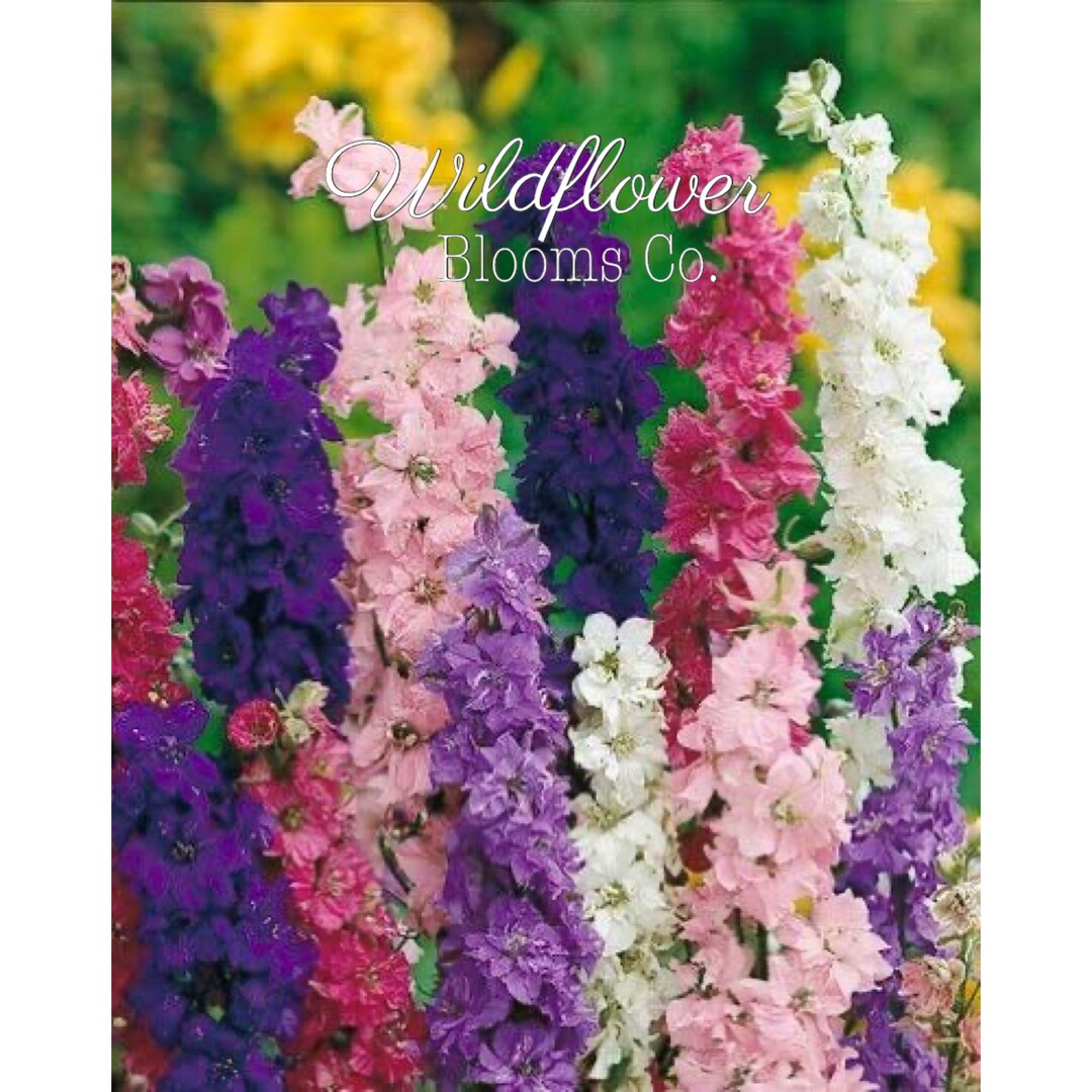 Larkspur | Giant Imperial Mixture | 25+ Seeds - Etsy