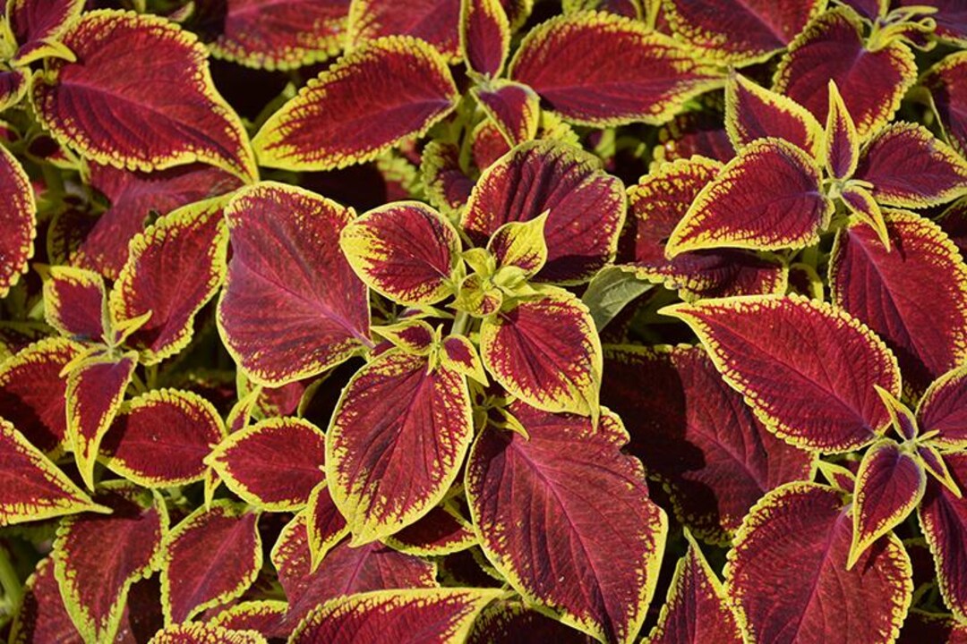 Coleus Seeds Wizard Scarlet 25 Pelleted Seeds | Outdoor Indoor ...