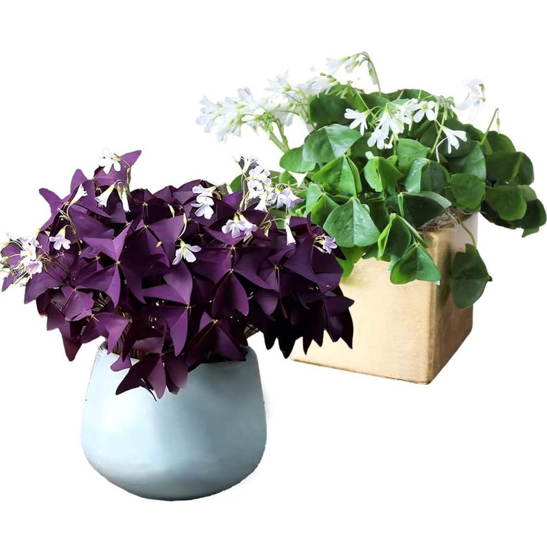 Oxalis Triangularis Mix Purple & Green Shamrock Plant (5 Bulbs) - Etsy
