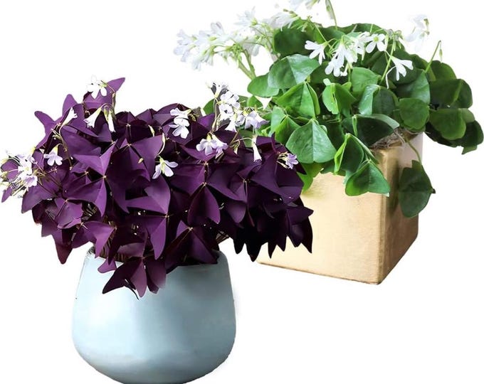 Oxalis Triangularis Mix Purple & Green Shamrock Plant (5 Bulbs) - Etsy