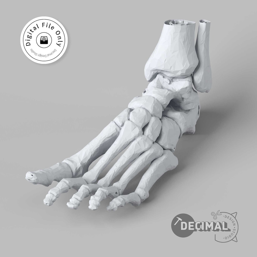Talus | Bone | Medical | Talus Model | Bone Model | Talus 3D Model ...