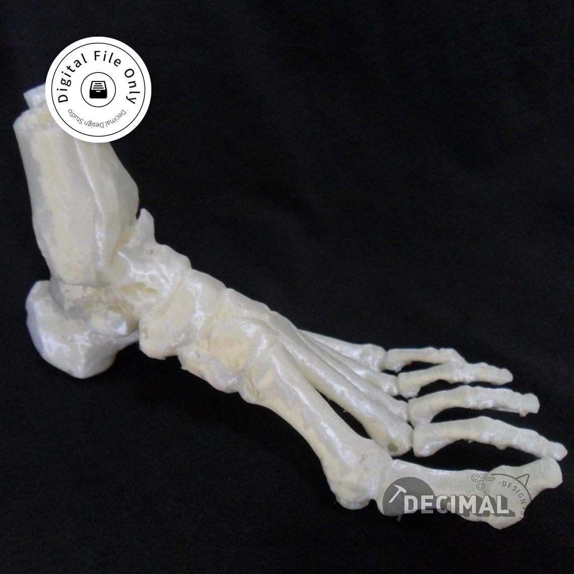 Talus | Bone | Medical | Talus Model | Bone Model | Talus 3D Model ...