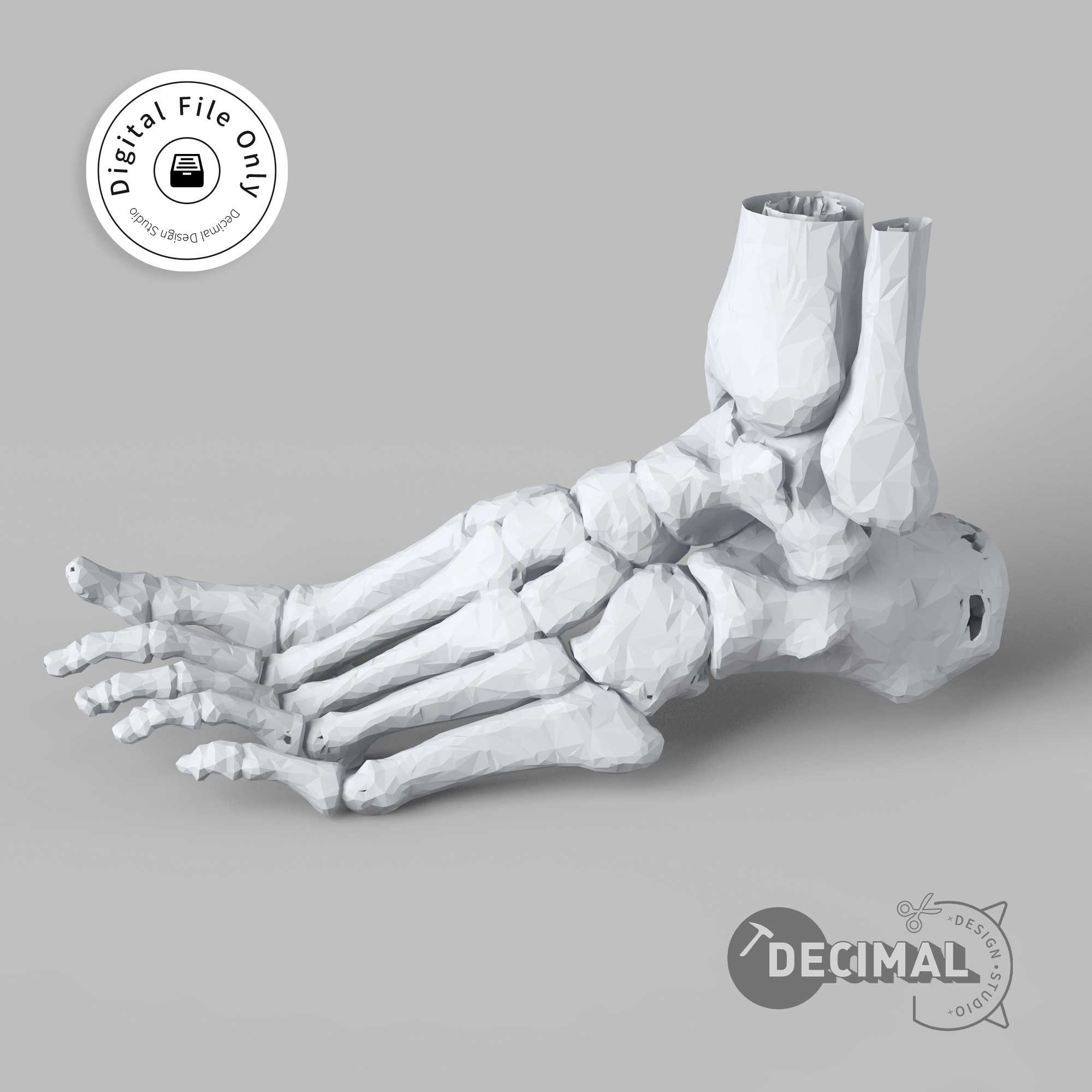 Talus | Bone | Medical | Talus Model | Bone Model | Talus 3D Model ...