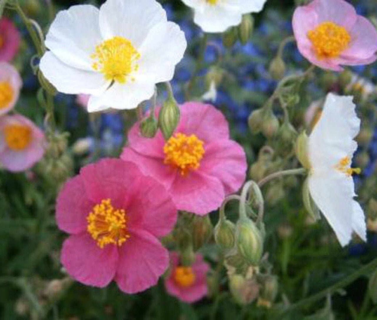 Rock Rose Mix Colors 20 Seeds Non GMO - Etsy