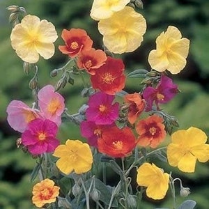 Rock Rose mix colors 20 seeds non GMO | Etsy