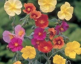 Rock Rose | Etsy