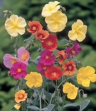 Rock Rose Mix Colors 20 Seeds Non GMO - Etsy