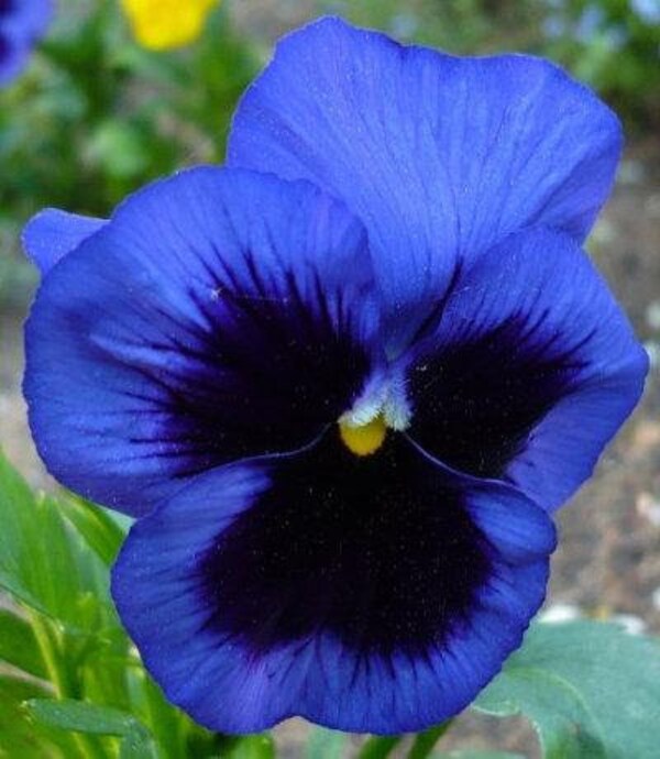 30 Pansy Burgundy Frizzle Sizzle / Ruffled / Annual / Flower - Etsy Canada