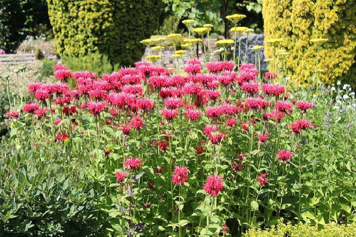 Monarda Mix Colors Bee Balm Monarda didyma 50 seeds | Etsy