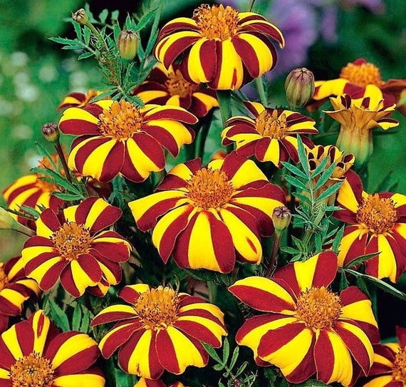 Tagetes Clown Tall Non GMO | Etsy