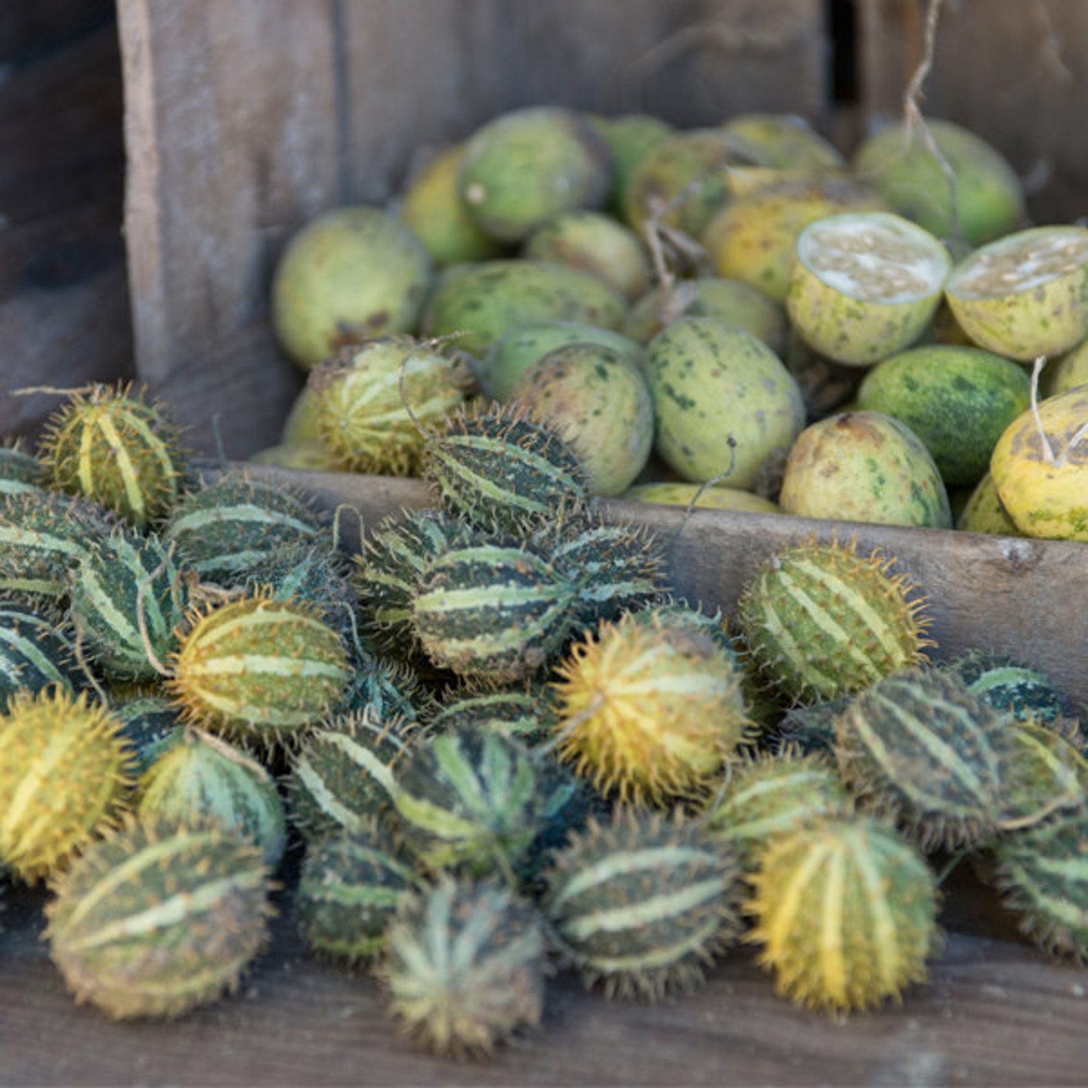 Ornamental Spiked Cucumber 30 Seeds Non GMO - Etsy UK