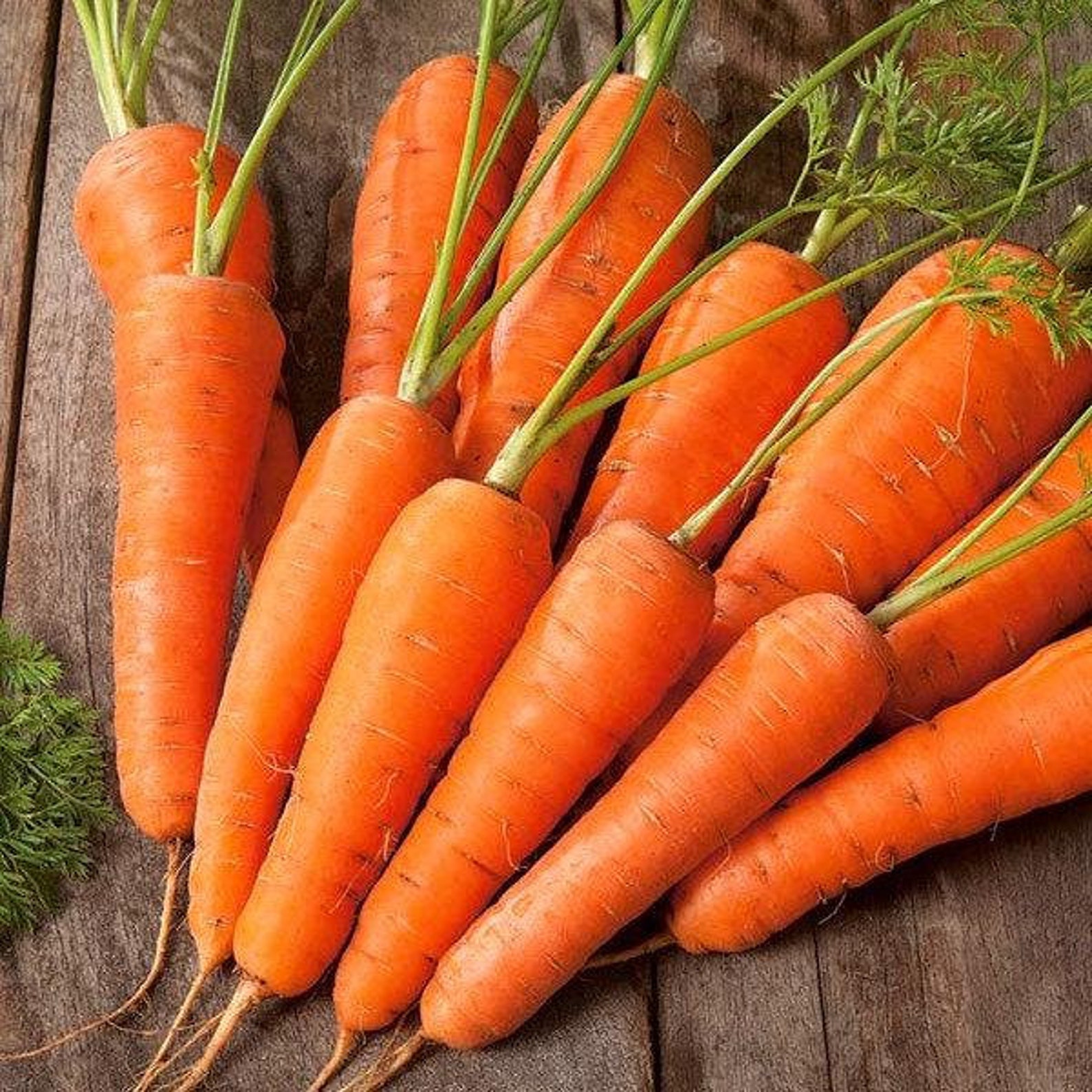 Chantenay Carrot 1000 seeds non GMO | Etsy