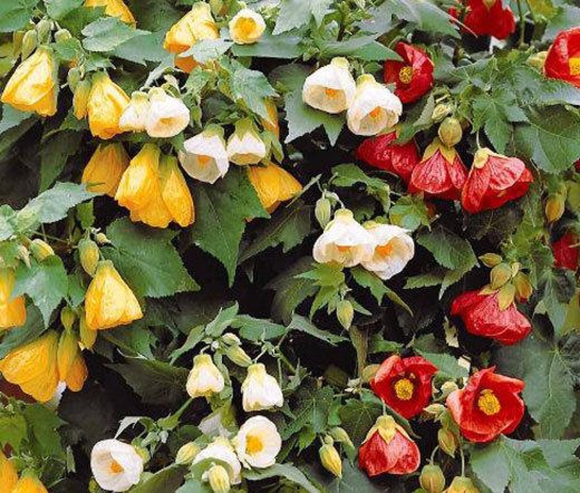 Abutilon Bella Colores Mixtos 100 semillas no OMG | Etsy