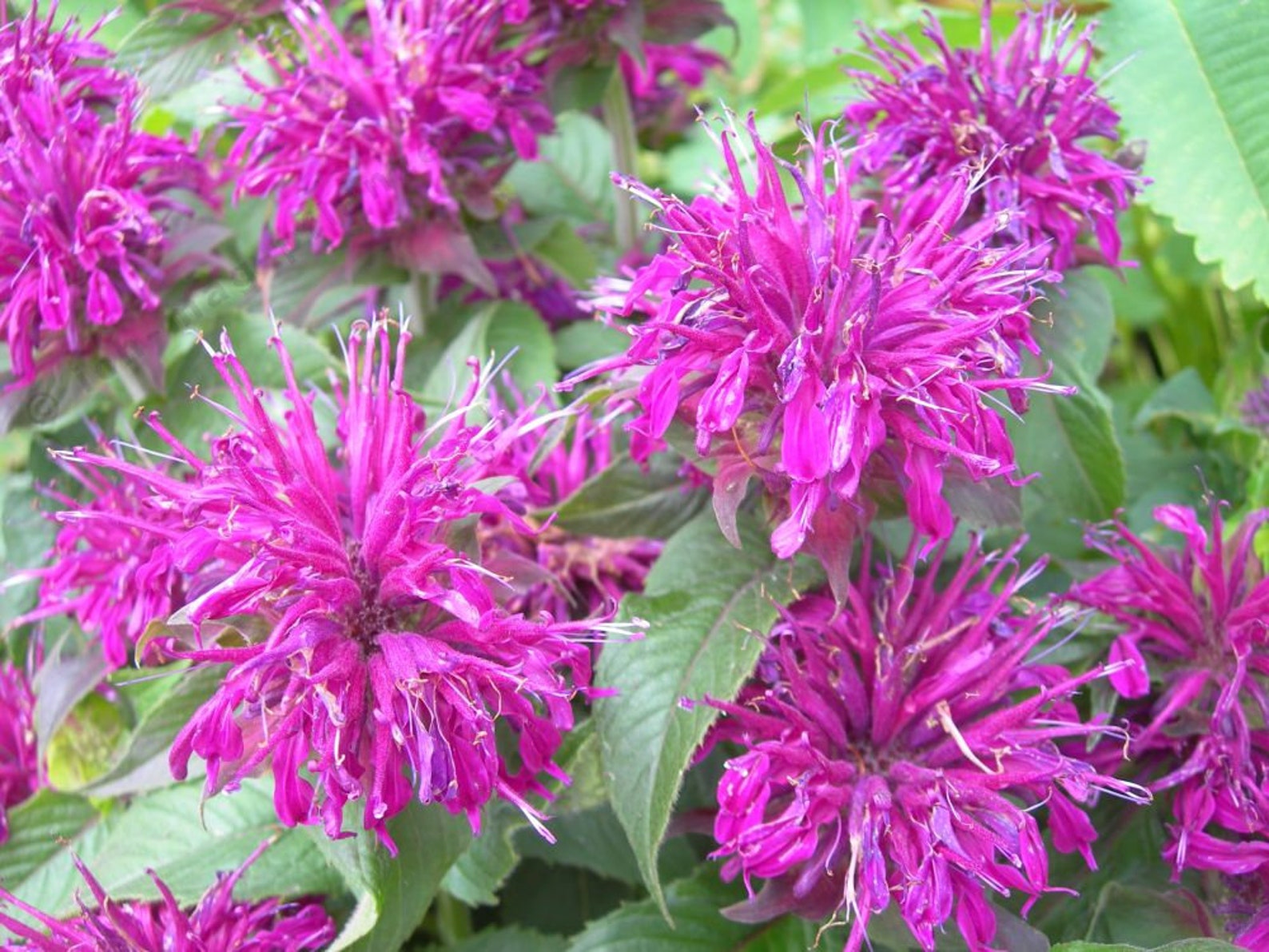 Monarda Mix Colors Bee Balm Monarda didyma 50 seeds | Etsy
