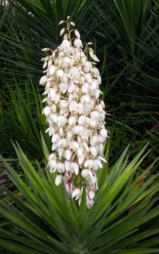 Adam's Needle Yucca Filamentosa 20 Seeds - Etsy