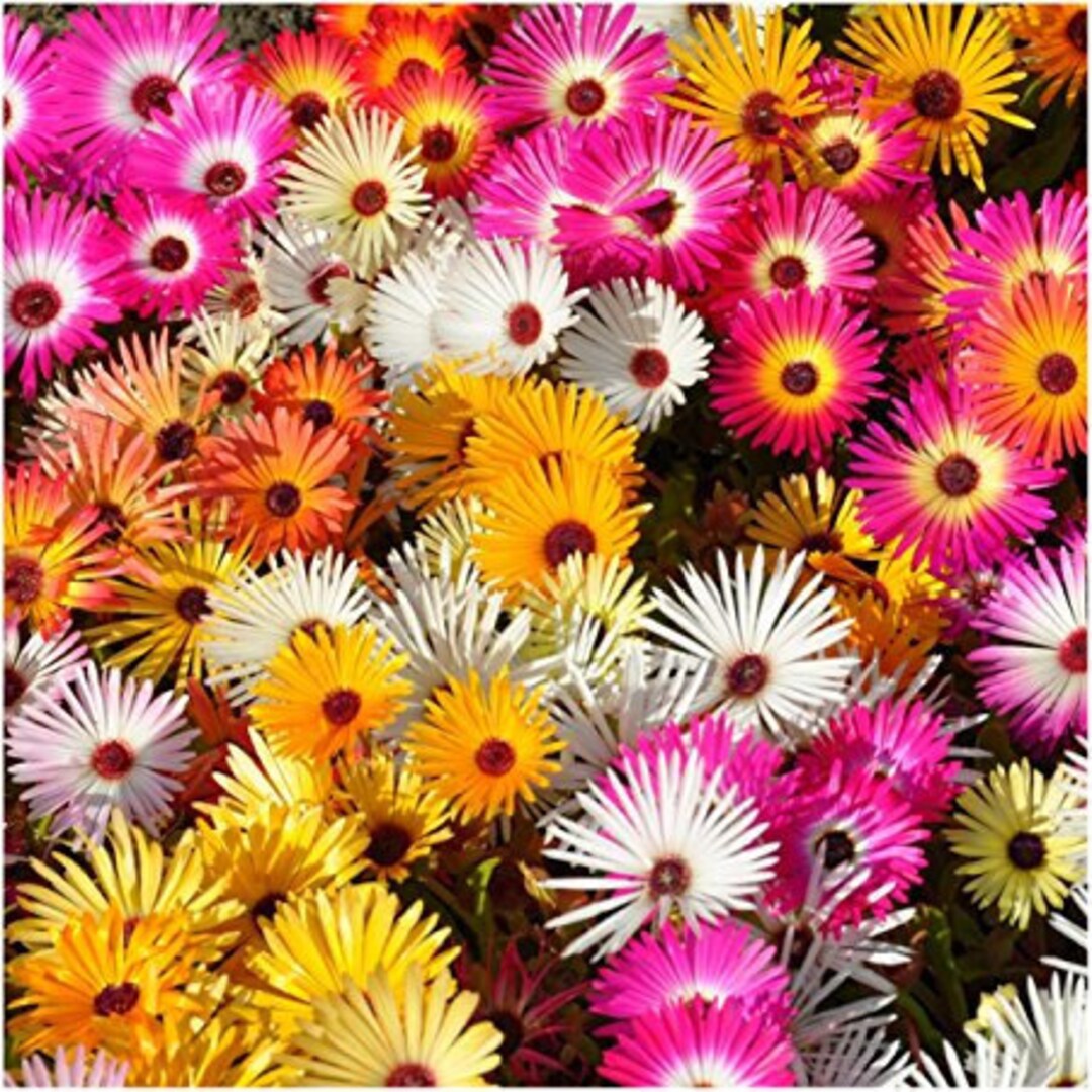 Livingston Daisy Mix Colors 500 semillas sin OGM - Etsy España