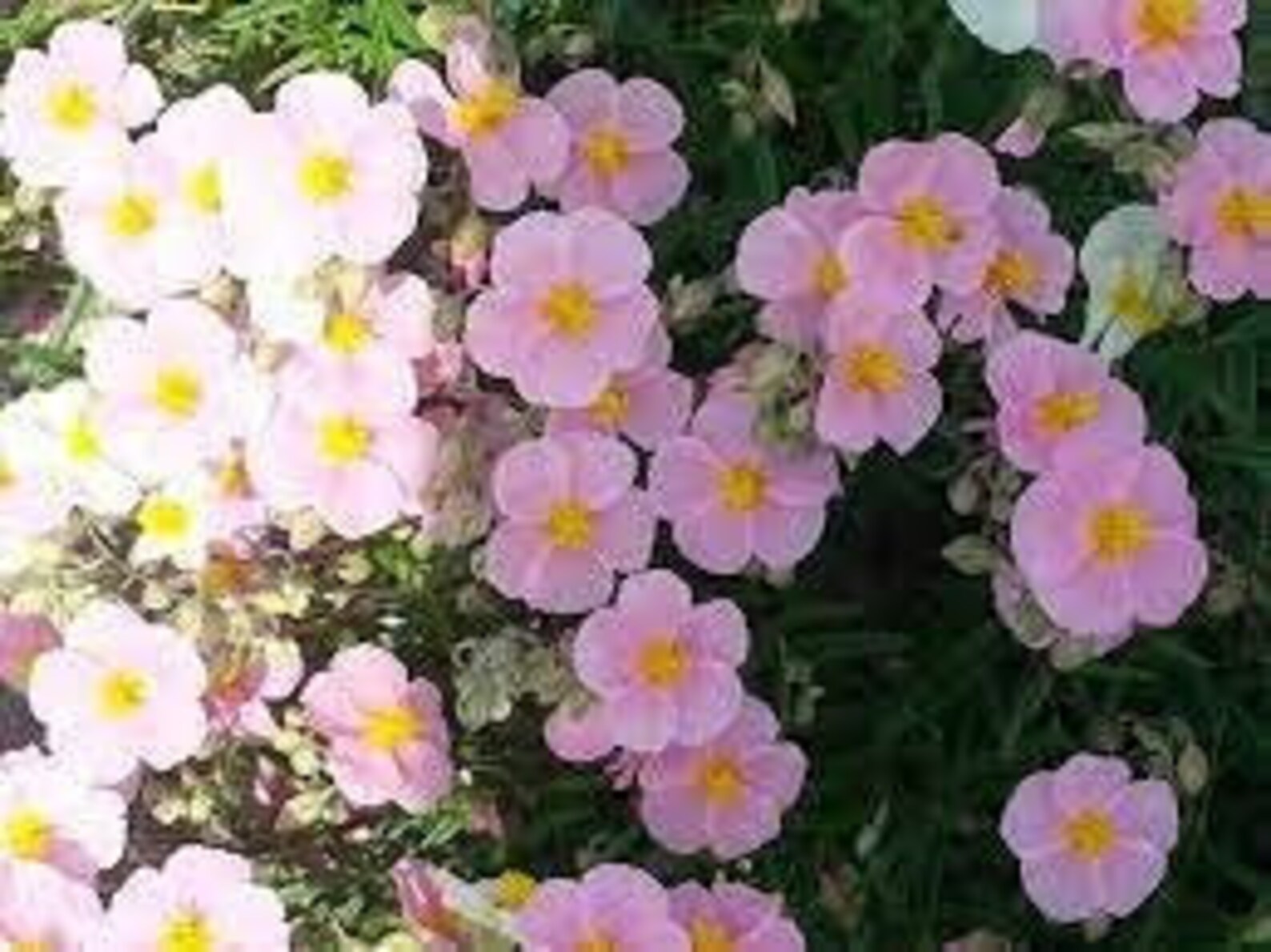 Rock Rose Mix Colors 20 Seeds Non GMO - Etsy