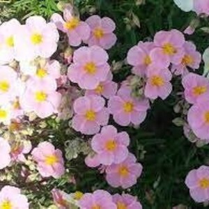 Rock Rose mix colors 20 seeds non GMO | Etsy