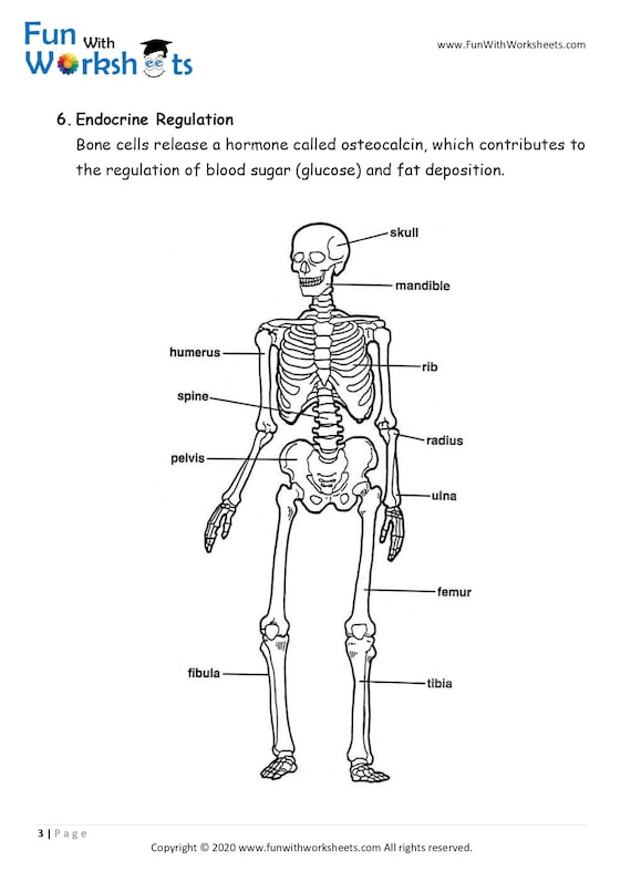 Anatomy Worksheets Bones Human Bones Worksheet | TPT