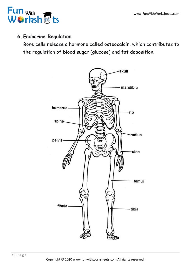 Skeleton Anatomy Activity | Printable Human Bones Lesson | Moving ...