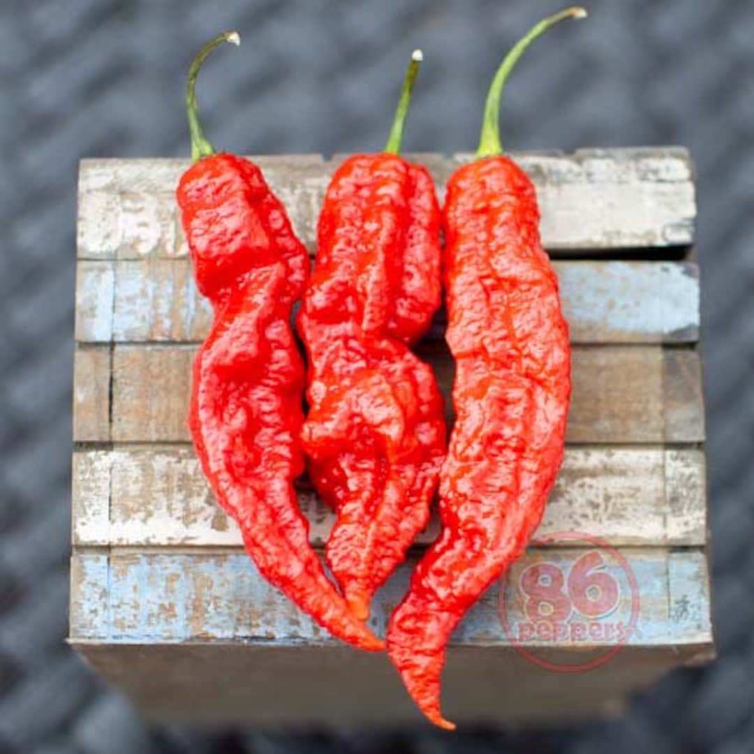 King Naga Pepper Seeds - Etsy
