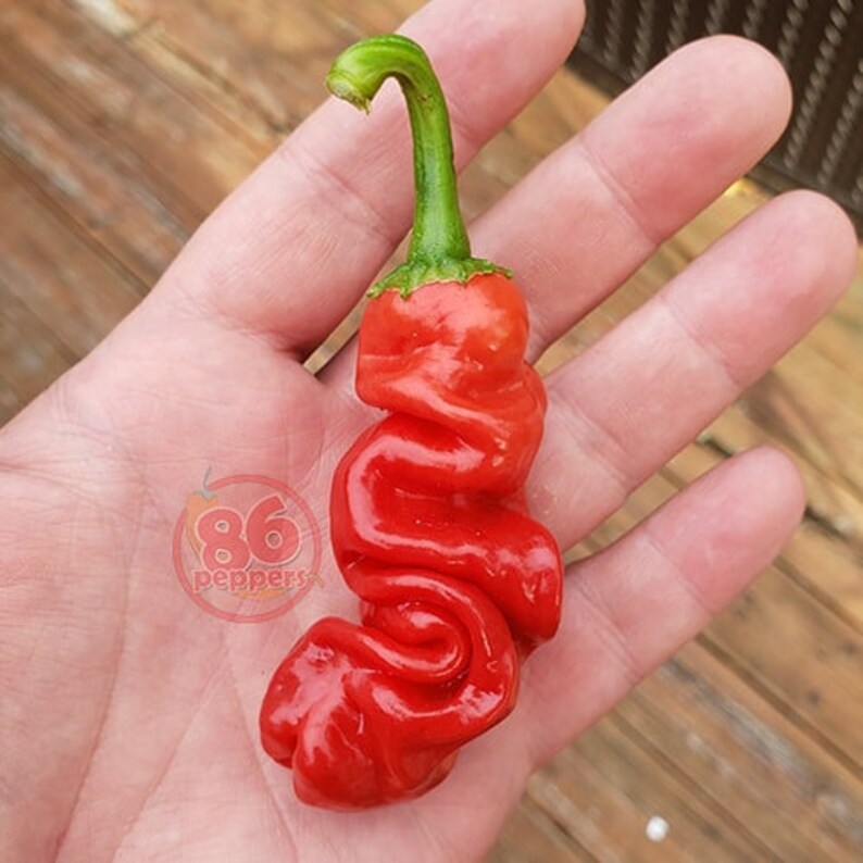 Peter Pepper Seeds - Etsy