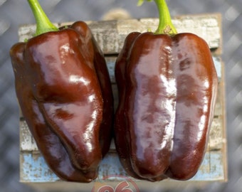 Chocolate Cherry Candy Cane Pepper Seeds - Etsy
