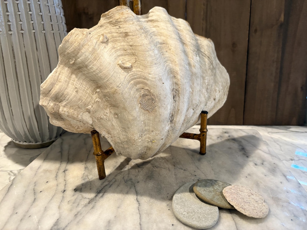 Giant Ruffled Clam Shell- Natural + Authentic / Santa Barbara Style ...