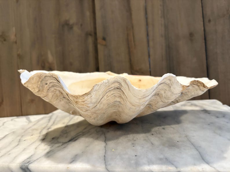 Giant Ruffled Clam Shell- Natural + Authentic / Santa Barbara Style ...