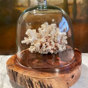 Glass and Slab Wood Cheese Cloche Cover / Al Fresco Dining / French ...