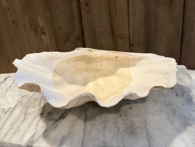 Giant Ruffled Clam Shell- Natural + Authentic / Santa Barbara Style ...
