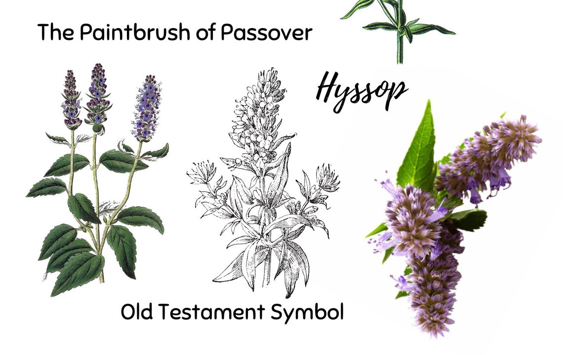 Bible Journaling Printable Set on Hyssop Illustrated Faith - Etsy