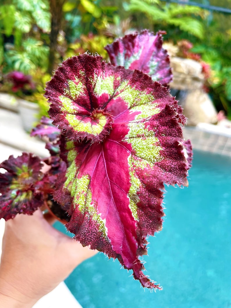 Rex Begonia ‘harmony’s Jaded Heart’ Swirl Escargot Live House Plant ...