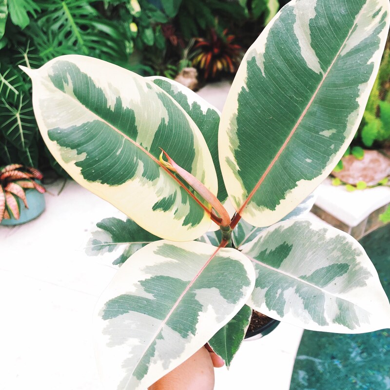 Variegated House Plants - Etsy