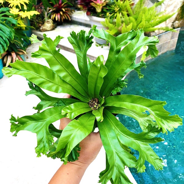 Fern Gift - 60+ Gift Ideas for 2024