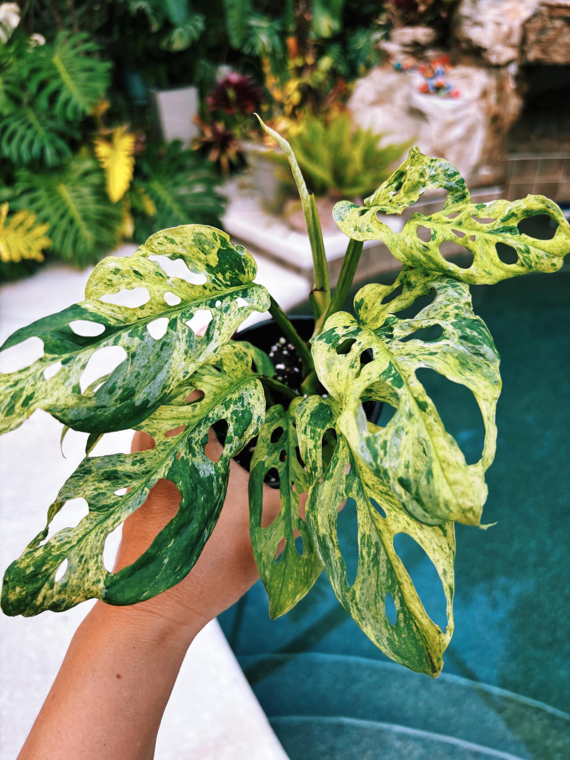 RARE Variegated Monstera Adansonii Mottled Tropical House Plant Aroid 4 ...