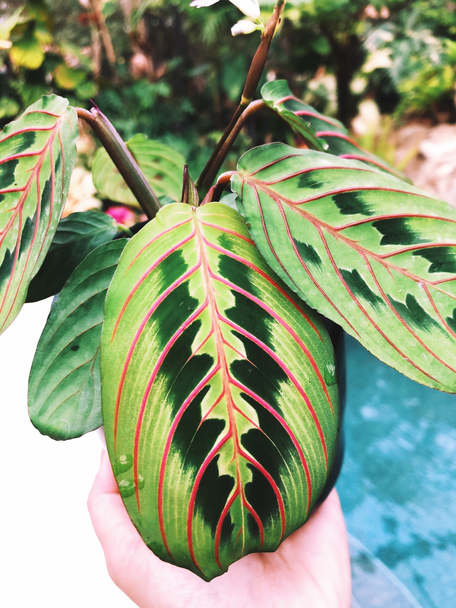Red Maranta Prayer Plant Variegated Live House Plant 4 Potted | Etsy