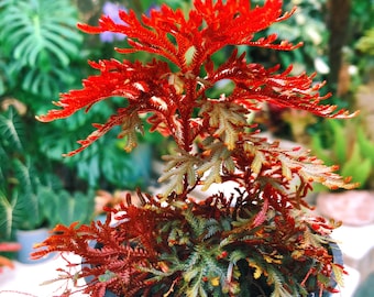 Terrarium Fern | Etsy