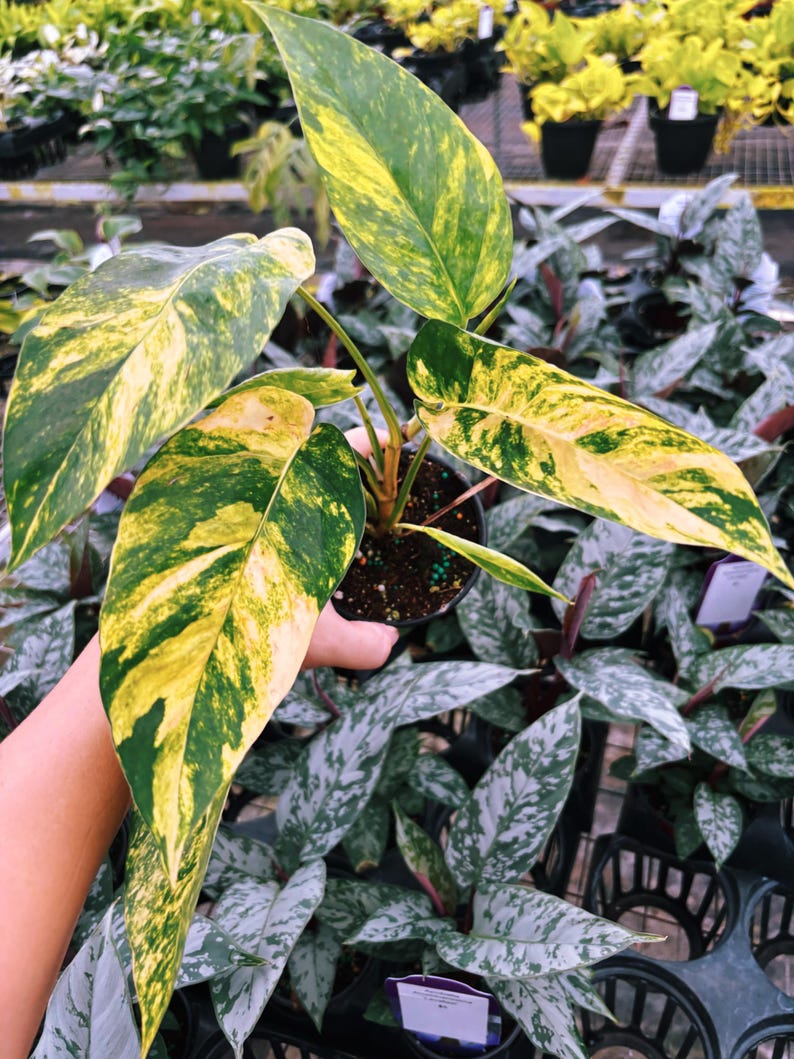 RARE Variegated Epiprenum Yellow Golden Flame Aurea Large Climbing ...