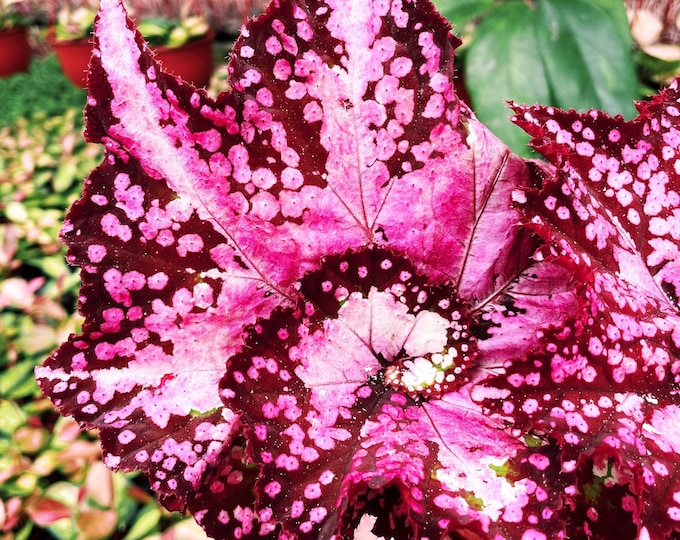 RARE Rex Begonia ‘harmony’s Space Fairy’ Pink Swirl Live House Plant Potted 4” Gift - Etsy