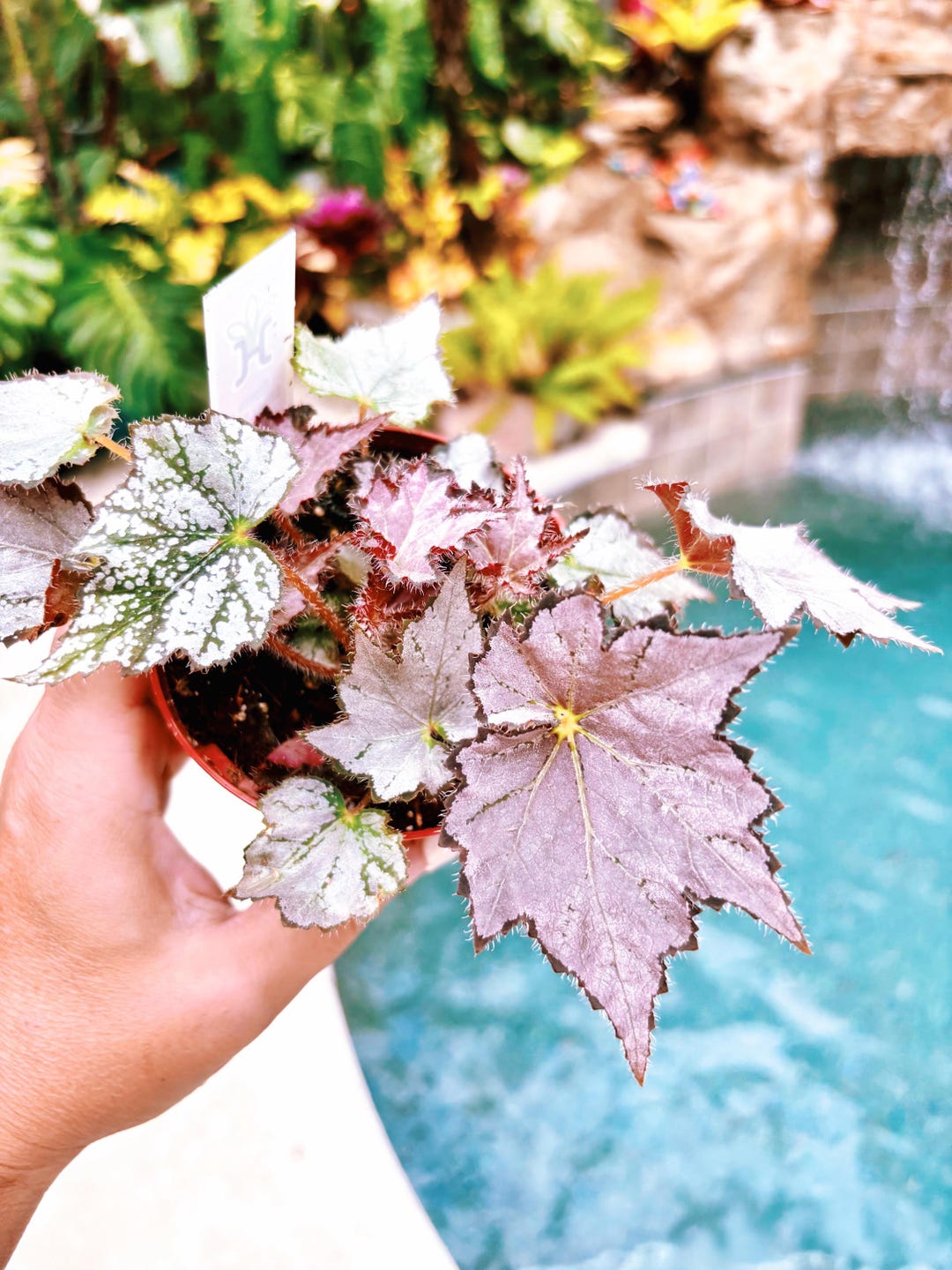 Rex Begonia Sierra Silver Mist Iridescent Shimmer Live House Starter ...